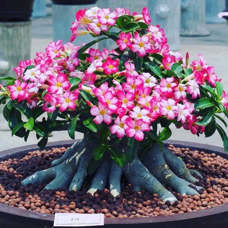 Jual NEW!!BAHAN BONSAI-ADENIUM KAMBOJA JEPANG BUNGA TUMPUK//BUNGA PINK ...