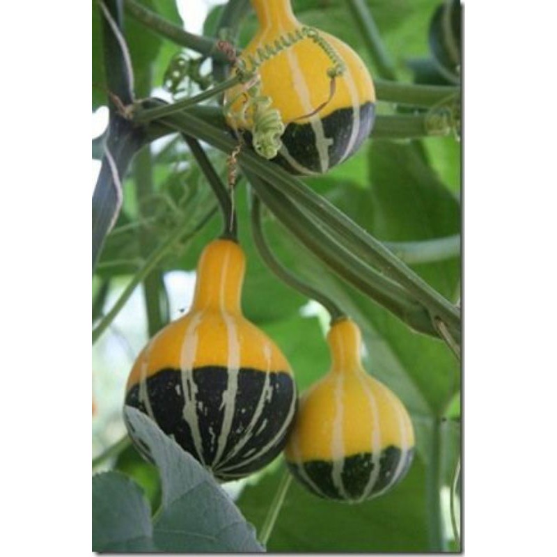 Jual Cucurbita Pepo "Bicolor Pear Gourd". | Shopee Indonesia