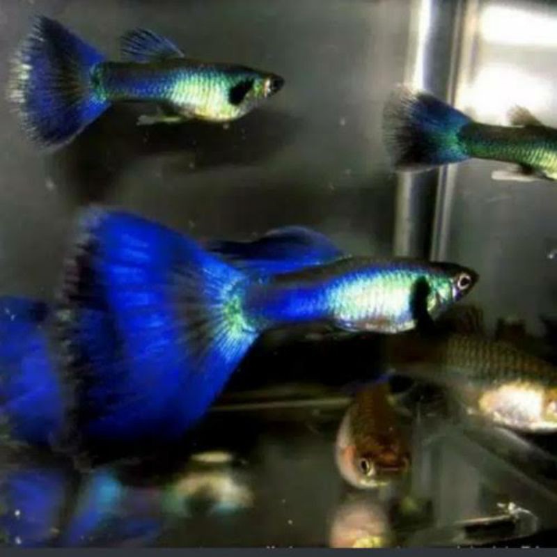 Jual Ikan guppy blue diamond male / female | Shopee Indonesia