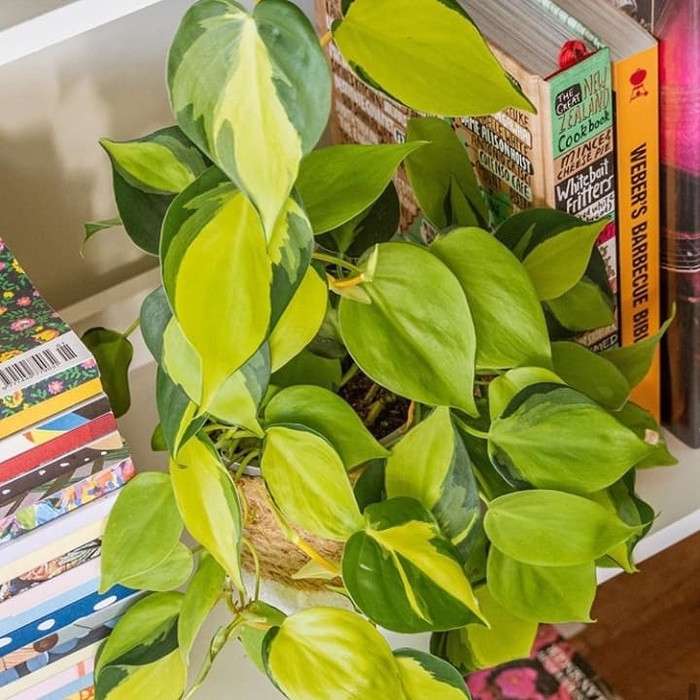 Jual pohon indoor - scindapsus green light yellow - indoor area ...