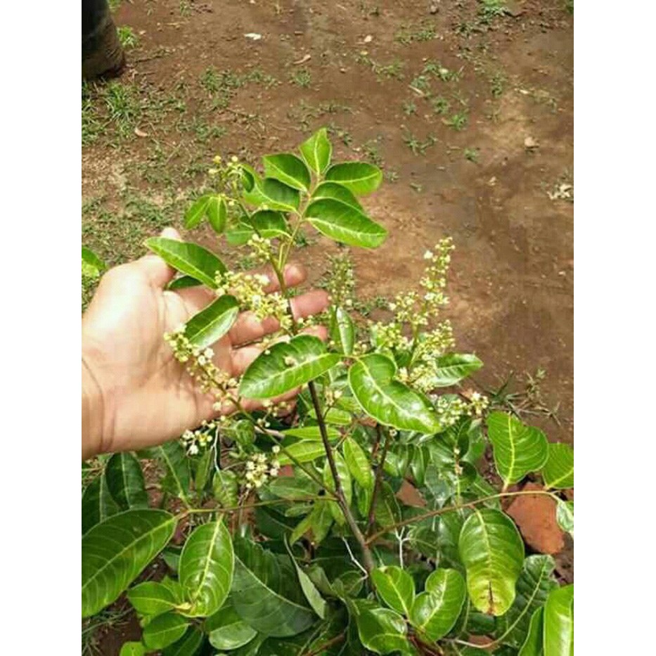 Jual Bibit tanaman buah Lengkeng Matalada(siap berbuah) | Shopee Indonesia