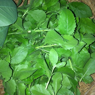 Jual Daun Beluntas Langsung Petik Dari Pohon / Luntas | Shopee Indonesia