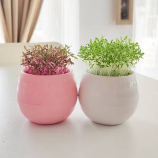 Jual Kit Menanam/Berkebun Microgreen Sayuran Bayam Hijau/Merah Paket ...