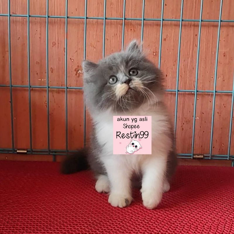 Jual Anak Kucing Persia Terlengkap & Harga Terbaru Desember 2022 ...