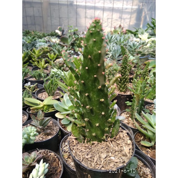 Jual Sekulen Tanaman Kaktus Opuntia Centong Warna Tricolor Free Pot ...