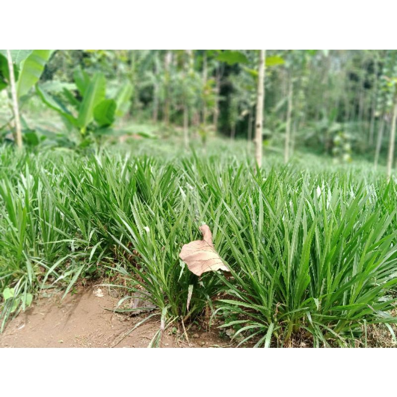 Jual BIBIT RUMPUT ODOT SUPER KEMASAN 10 KG (200-250 batang, 20-22 cm ...