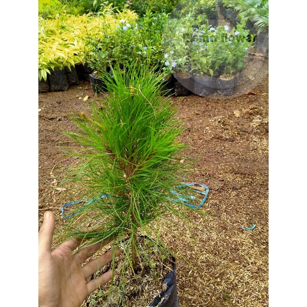 Jual Tanaman hias pohon Cemara Pinus / promo murah tanaman pohon cemara ...