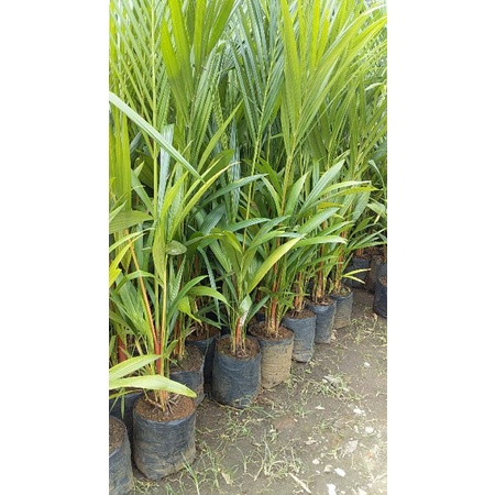 Jual Palem pinang merah | Shopee Indonesia