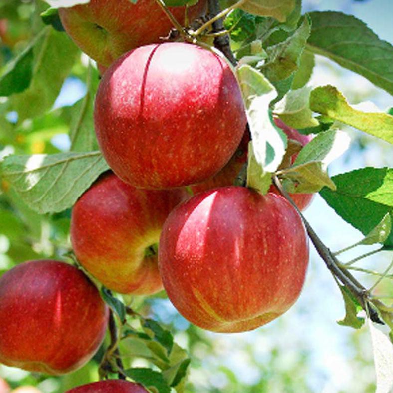 Jual Tanaman Buah Apel Anna | Shopee Indonesia