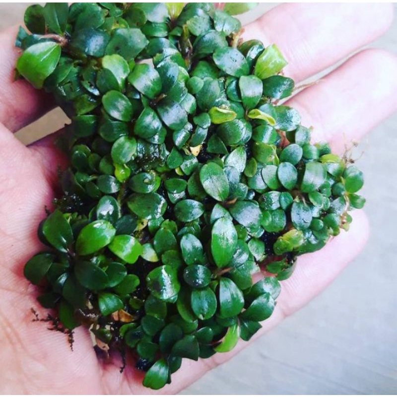 Jual bucep imperial mini 1 kg | Shopee Indonesia