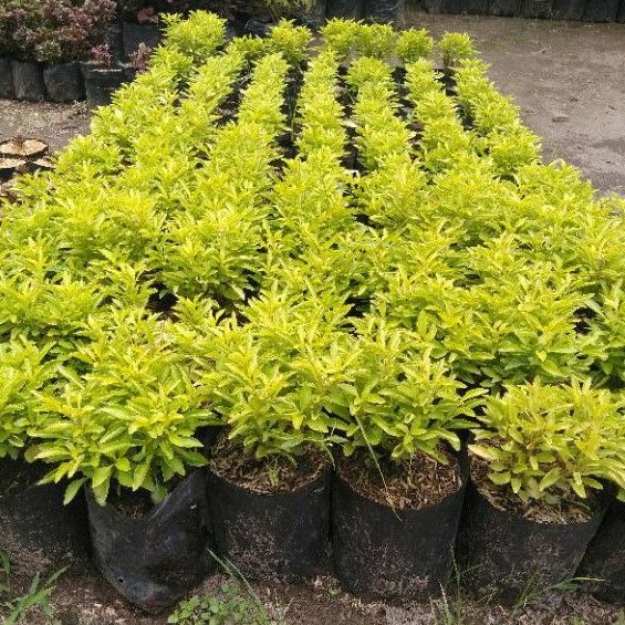 Jual bunga krokot kuning tanaman hias | Shopee Indonesia