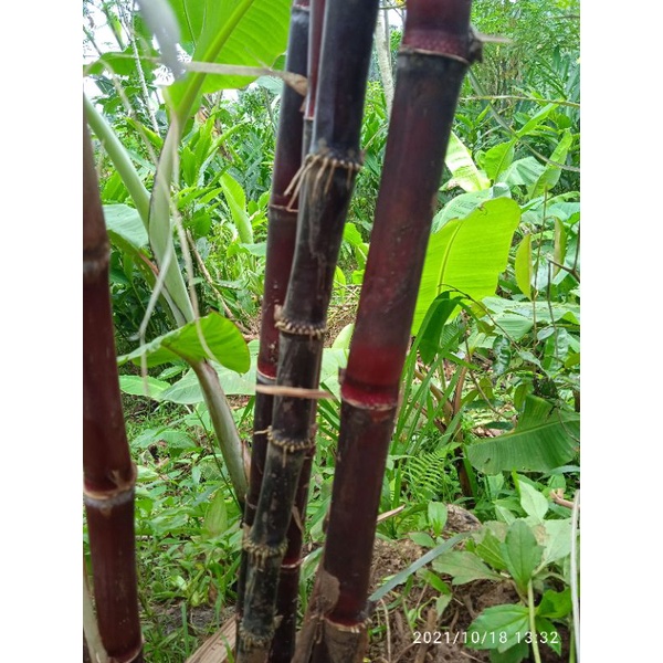 Jual setek tebu hitam/tebu ireng panjang 100cm | Shopee Indonesia