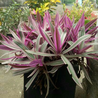 Jual Tanaman Hias Adam Hawa / Rhoeo Discolor | Shopee Indonesia