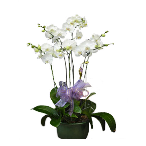 Jual Rangkaian Bunga Anggrek Bulan Karangan Bunga Meja Bunga Anggrek ...