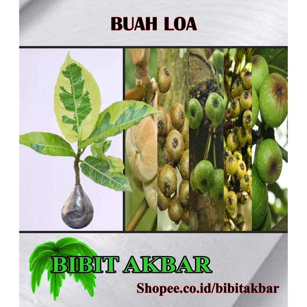 Jual Tanaman Buah Loa | Shopee Indonesia