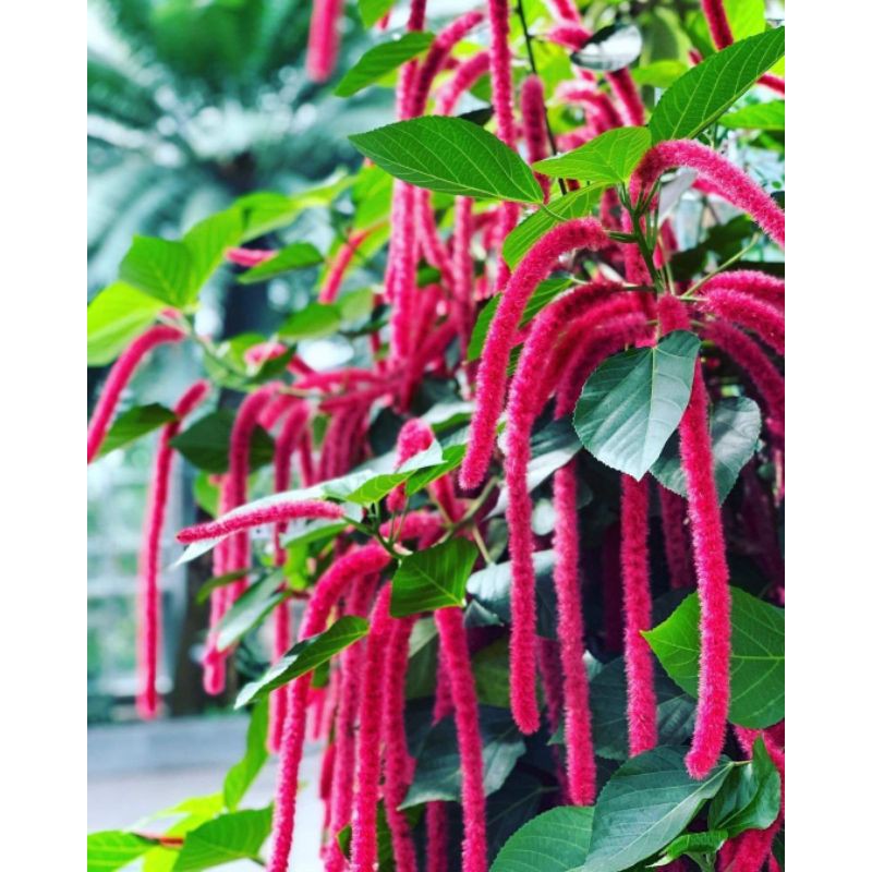 Jual bibit Bunga ekor kucing (merah) | Shopee Indonesia