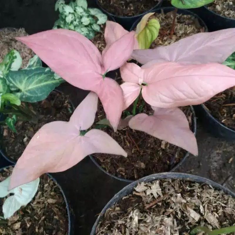 Jual Singonium pink tanaman hias cantik, singonium daun pink, bunga ...