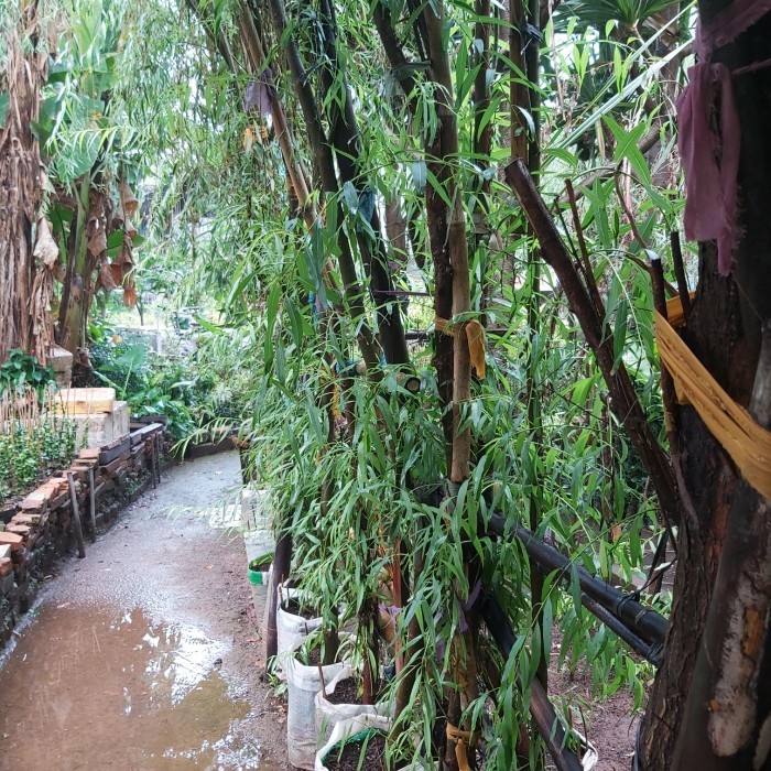 Jual TANAMAN LIANG LIU / TANAMAN PELINDUNG 3 METER | Shopee Indonesia