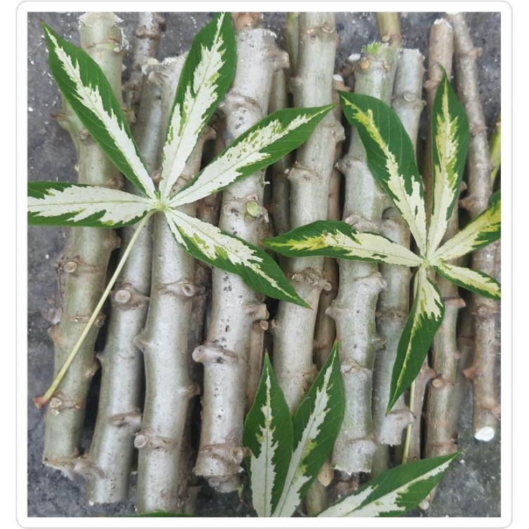 Jual batang stek singkong variegata atau pohong varigata real pict ...