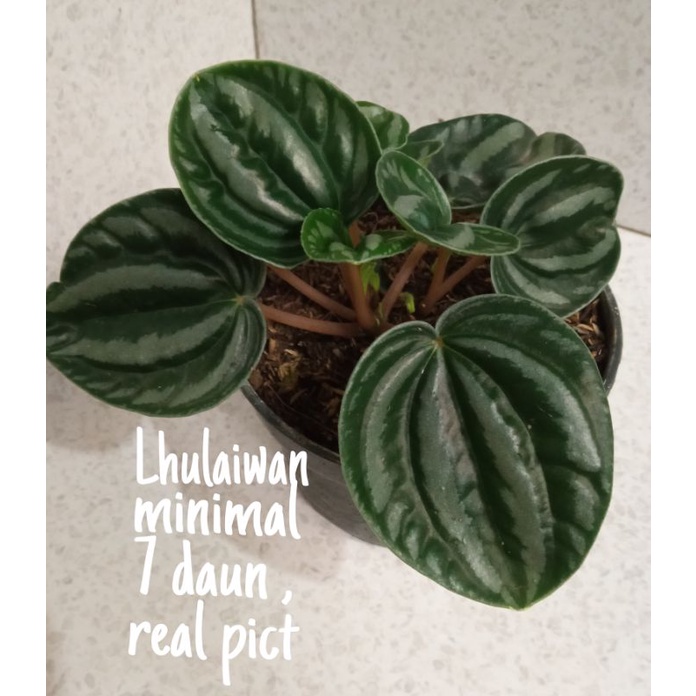 Jual Tanaman hias watermelon blimbing minimal 7 daun ( real pict ...