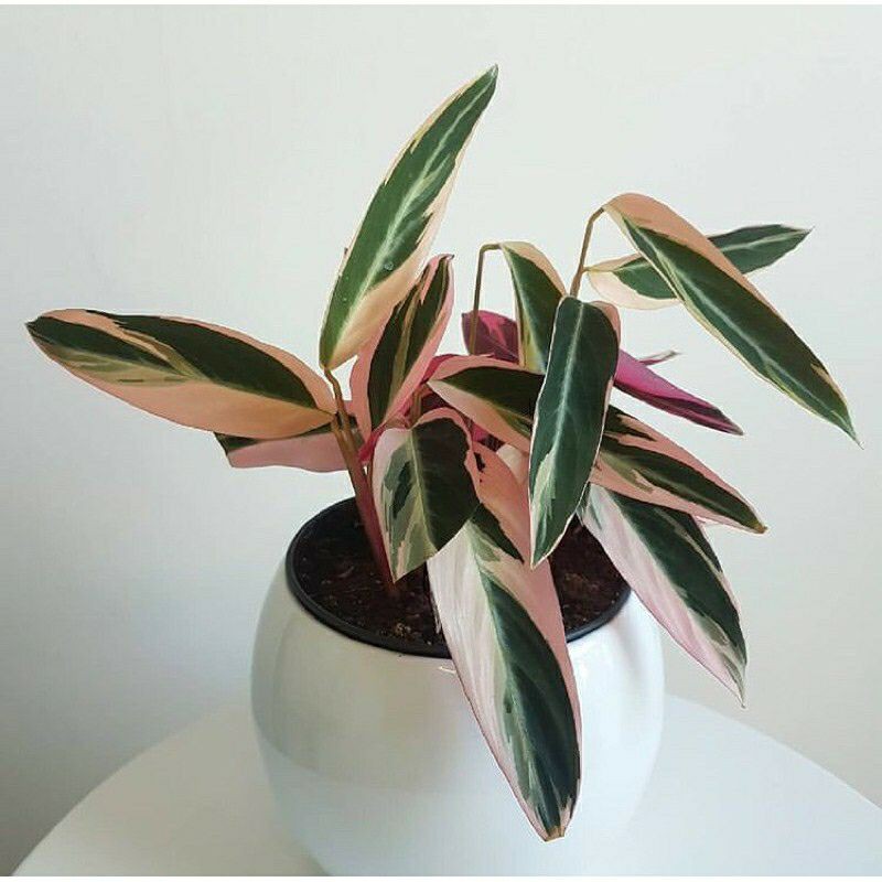 Jual Tanaman hias calathea meranti bali - kalatea meranti bali ALDI ...