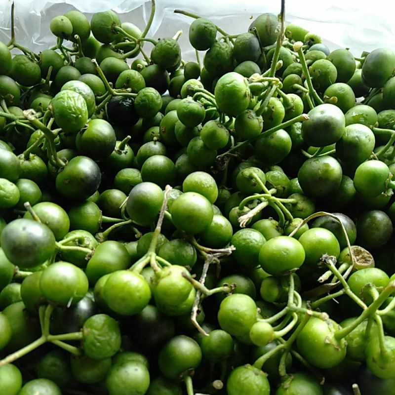 Harga Lenca Terbaru April 2024 |BigGo Indonesia