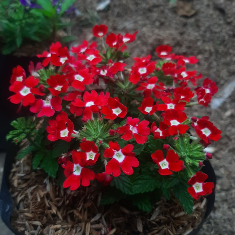 Jual Tanaman Hias Bunga Verbena Hybrid Berbunga | Shopee Indonesia