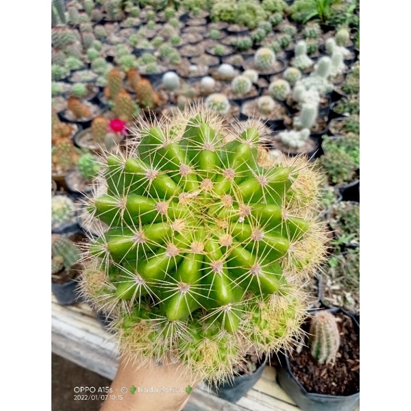 Jual Induka kaktus echinopsis calochlora besar/kaktus sanggul kuning ...