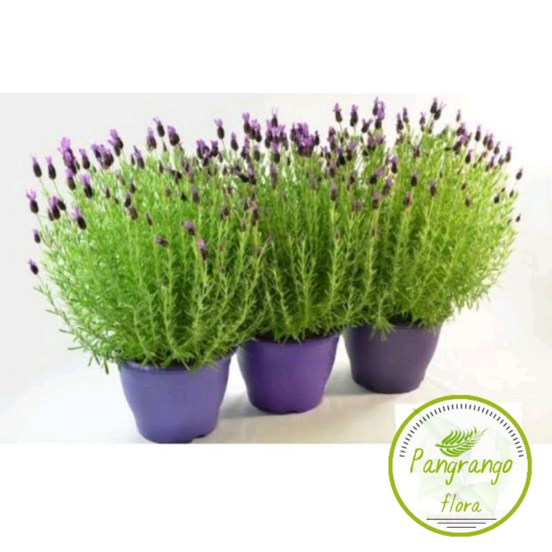 Jual Bibit tanaman bunga lavender/Tanaman hias laveder (Anti nyamuk ...