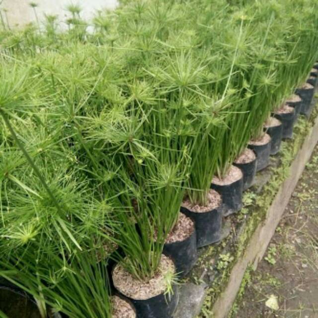 Jual Tanaman Dwarf Papyrus | Shopee Indonesia