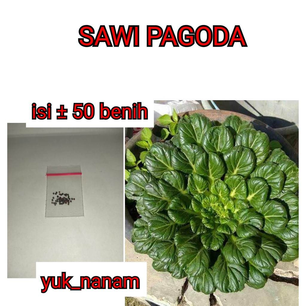 Jual 50 Benih Sawi Pagoda F1 Ta Ke Cai Known You Seed Tatsoi - Bibit ...