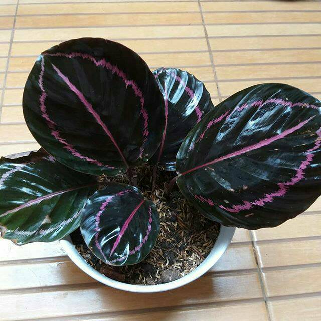 Cathalea black lipstik murmer | Shopee Indonesia