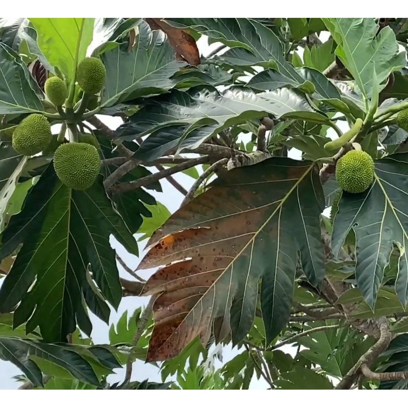 Jual Bibit Sayur Kluwih (Kulur) | Shopee Indonesia