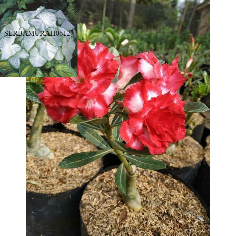 Jual bibit bunga kamboja adenium tumpuk jenis PHET MON KOM size a ...