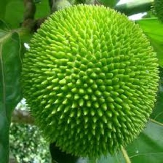 Jual Kluwih / Keluwih Per Buah | Shopee Indonesia