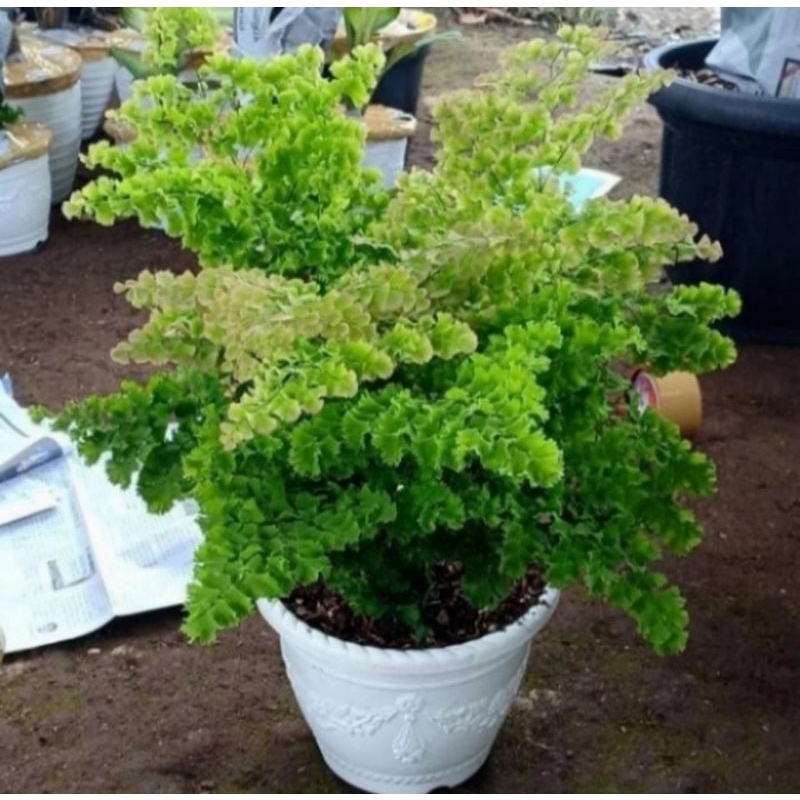 Jual Pohon Pakis Boston / Pakis Kriting Tanaman Hias Pakis Suplir ...