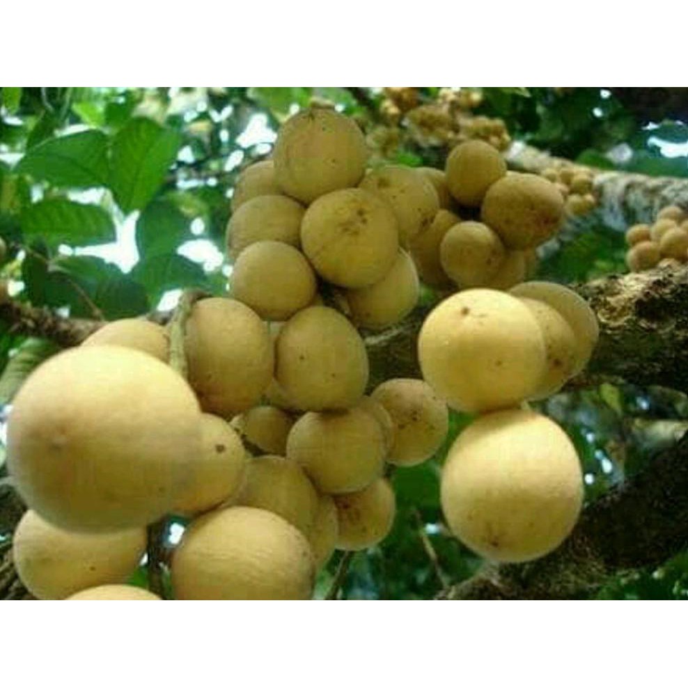 Jual Pr0Duk Bibit Tanaman Buah Langsat Langsep | Shopee Indonesia