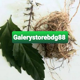 Jual Akar kumis kucing segar khusus akarnya saja 100 gram | Shopee ...