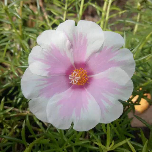 Jual Krokot Bunga Pukul Sembilan | Shopee Indonesia