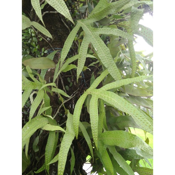 Jual Tanaman Hias Kadaka Bintang,Kadaka Bentol, Kadaka lima jari ...