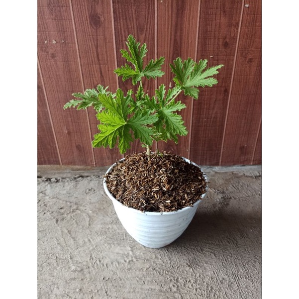 Jual Tanaman hias aroma terapi Geranium Citrosa | Shopee Indonesia