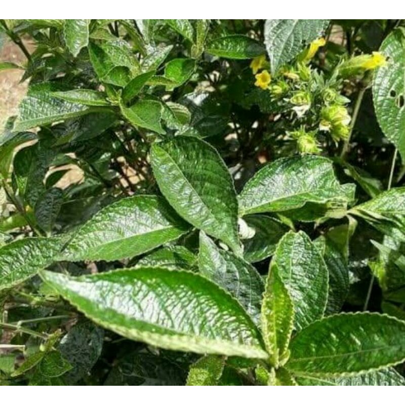 Jual tanaman herbal keji beling / pecah beling | Shopee Indonesia