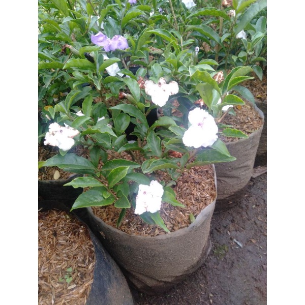 Jual melati Costa atau brunfelsia | Shopee Indonesia