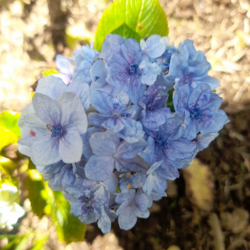 Jual Bibit Bunga Hydrangea Biru | Shopee Indonesia