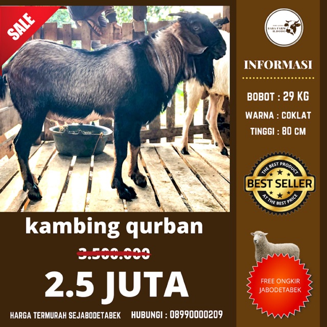 Jual Kambing Kurban 29 KG | Shopee Indonesia