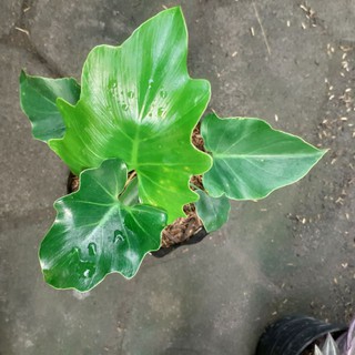 Jual Pilo Jari Philodendron | Shopee Indonesia
