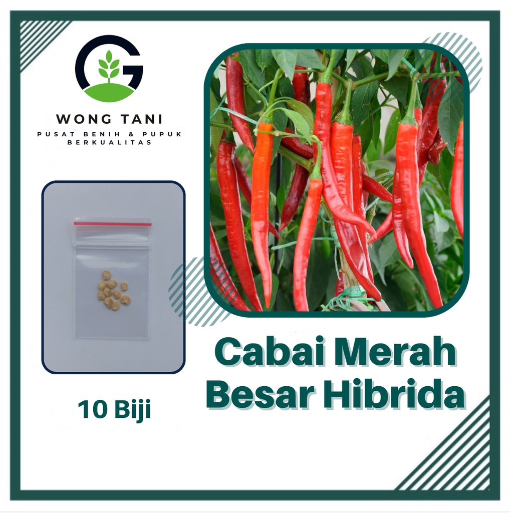 Jual 10 Bibit Cabe Merah Besar Hibrida F1 SIMPATIK 17 Benih Cabai Super ...