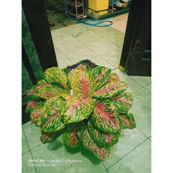 Produk Aglonema_LITA | Shopee Indonesia