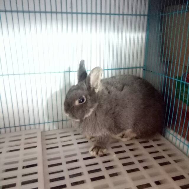 Jual Kelinci Netherland Dwarf 1 Paket (Nego) | Shopee Indonesia