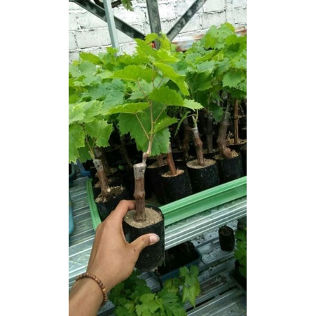 Jual Anggur Lokal Cbr, Red master, Yellow belgi, Alphonso, Isabella ...